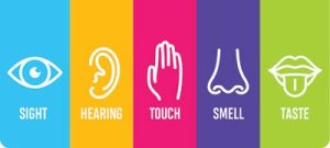 The Five Senses: Understanding Their Role and Importance