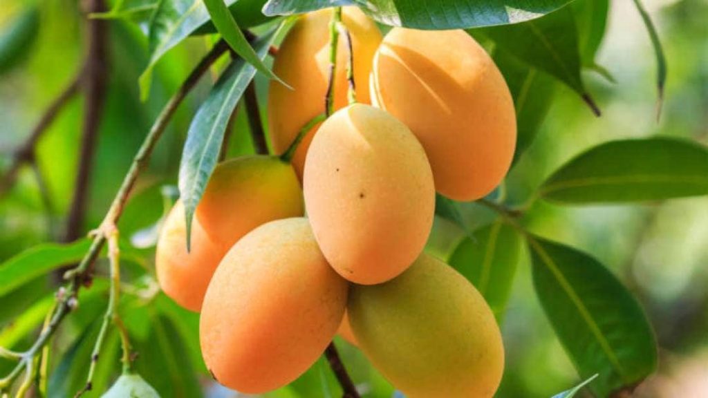 Mangifera Indica: Uncovering the Global Influence of the Mango Tree ...
